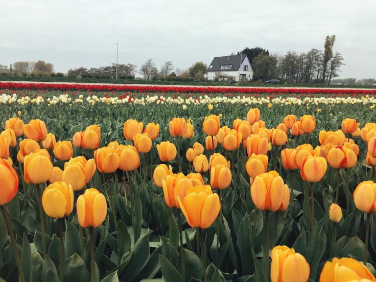 Best Things to Do in Lisse, Netherlands