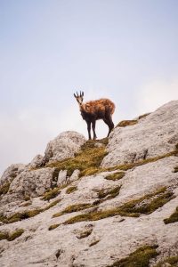 Hochschwab Summit and Schiestlhaus Hut Hike, Styria, Austria