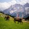 How to Visit Prato Piazza (Plätzwiese) Plateau in the Braies Dolomites
