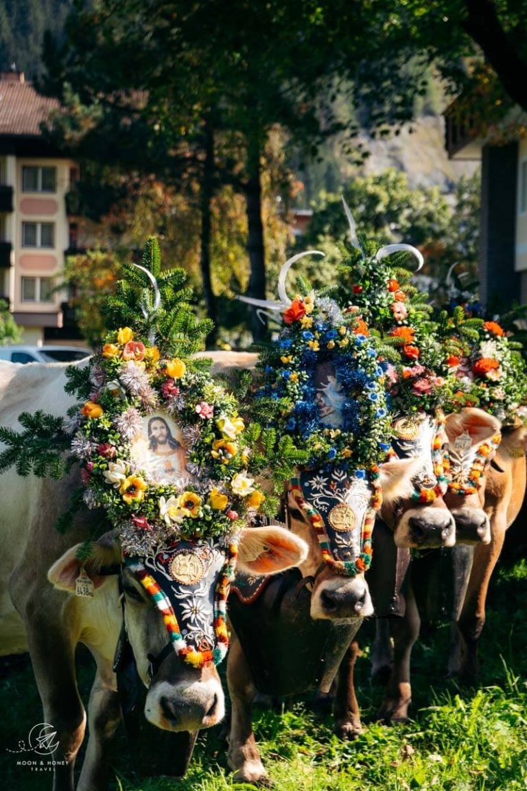 Almabtrieb: Cattle Drive Festival in Austria & the Alps