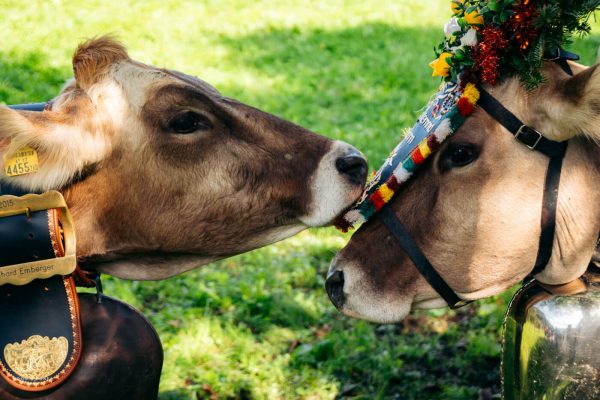 Almabtrieb: Cattle Drive Festival in Austria & the Alps