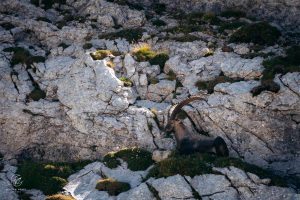 Lisengrat Ridge Hike: Säntis to Rotsteinpass, Alpstein