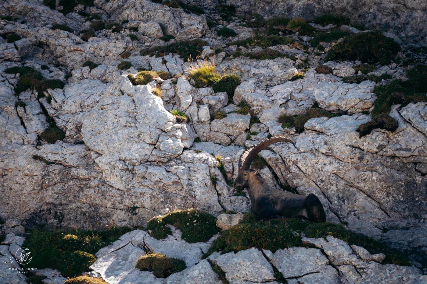 Lisengrat Ridge Hike: Säntis to Rotsteinpass, Alpstein